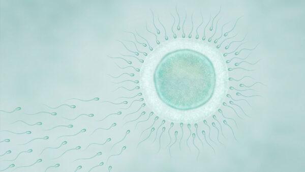 Step-by-Step Process of ICSI: From Egg Retrieval to Embryo Transfer