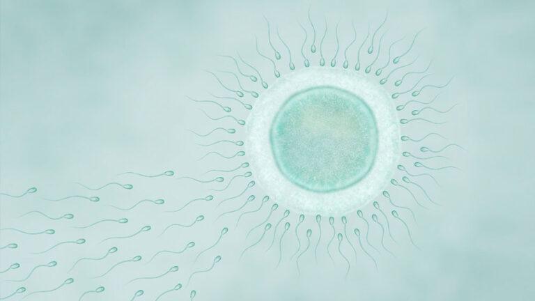 Step-by-Step Process of ICSI: From Egg Retrieval to Embryo Transfer