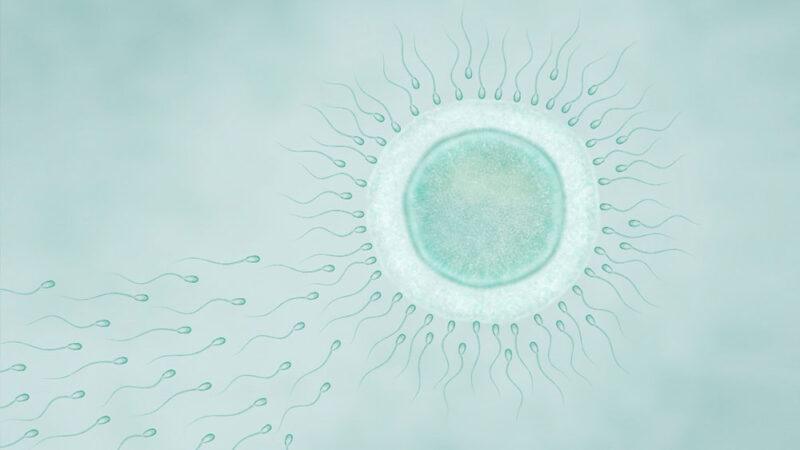 Step-by-Step Process of ICSI: From Egg Retrieval to Embryo Transfer